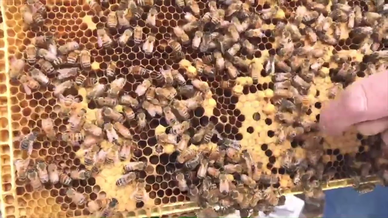 Three types of brood comb - YouTube