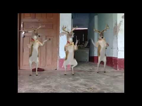 Yeli li leli la _ new animals dance _ funny WhatsApp status