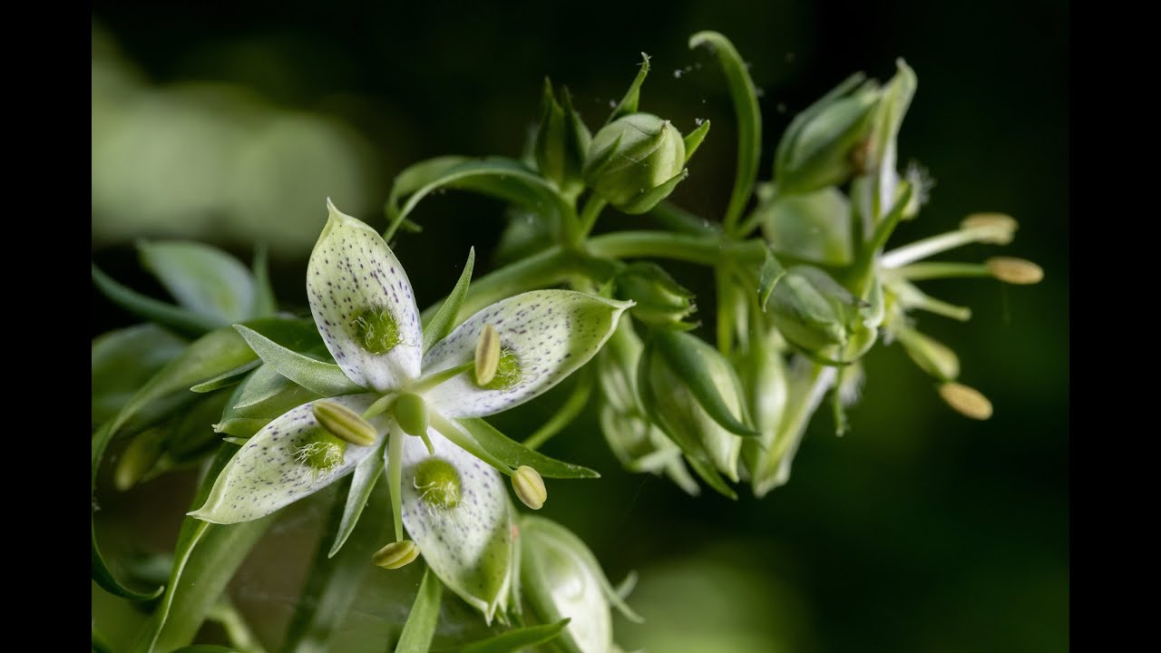 A Closer look at American Columbo (Frasera caroliniensi) - YouTube