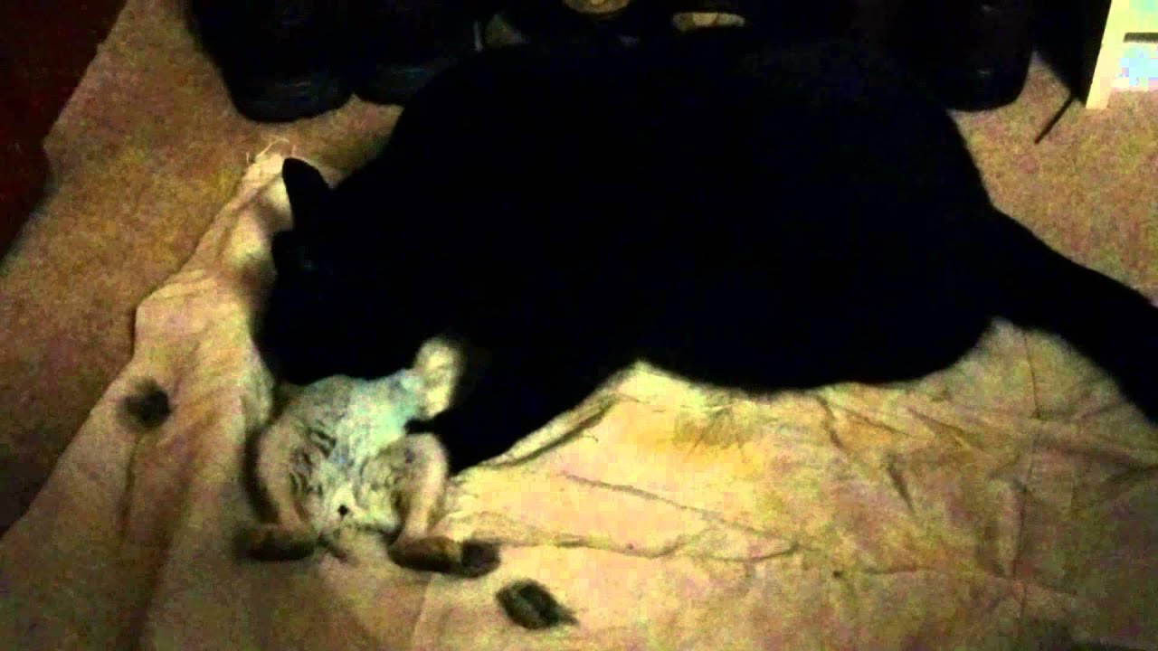 Cat eats small rabbit - YouTube