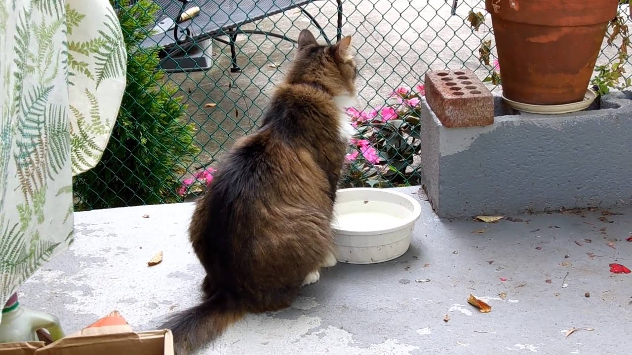 The Further Adventures of Kramer the Cat - Volume 55: One Thirsty Cat ...
