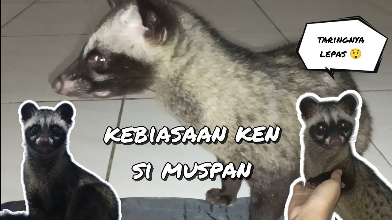 Kebiasaan musang selalu cari ownernya kalau mau pipis | Taring lepas ...