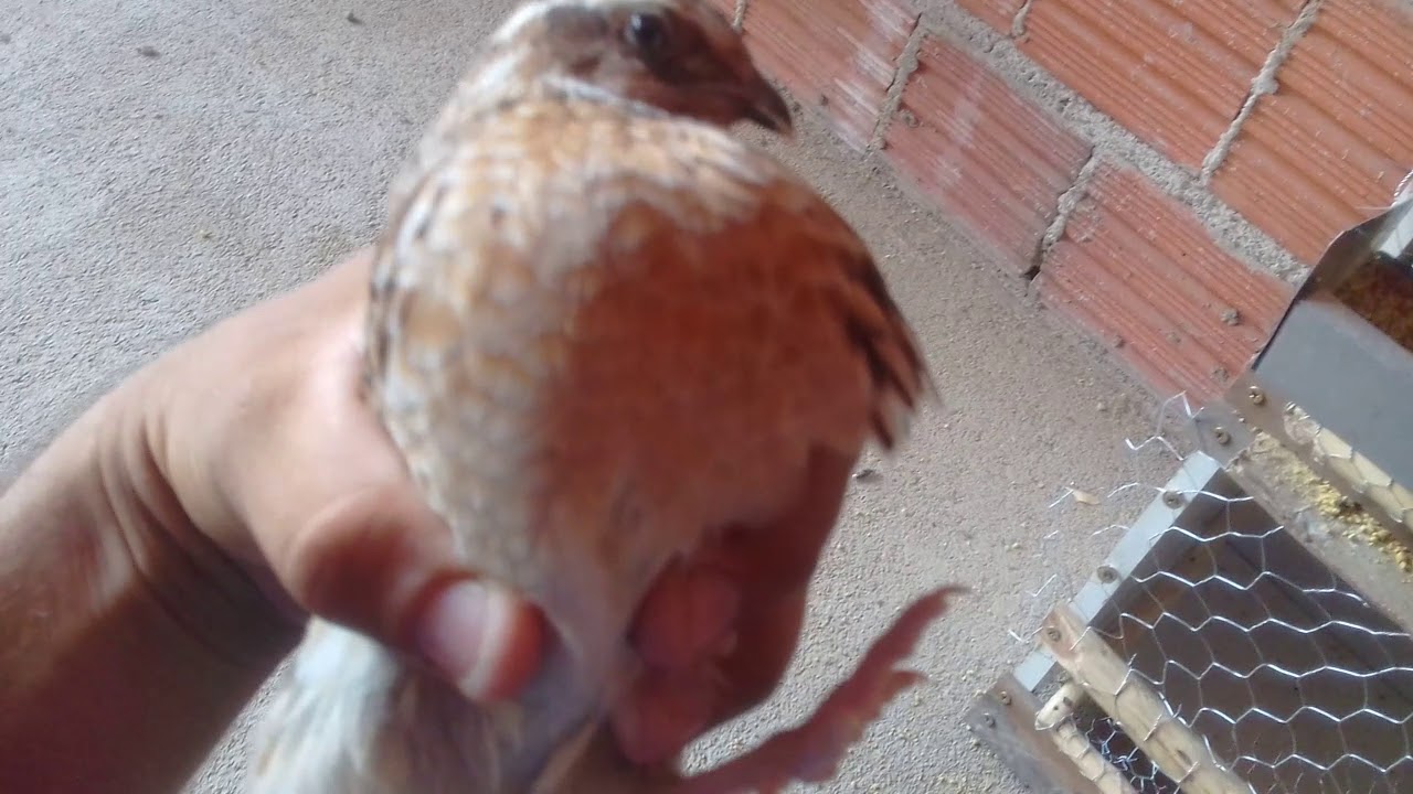 Como saber se a codorna é macho ou fêmea de forma rápida e prática ...