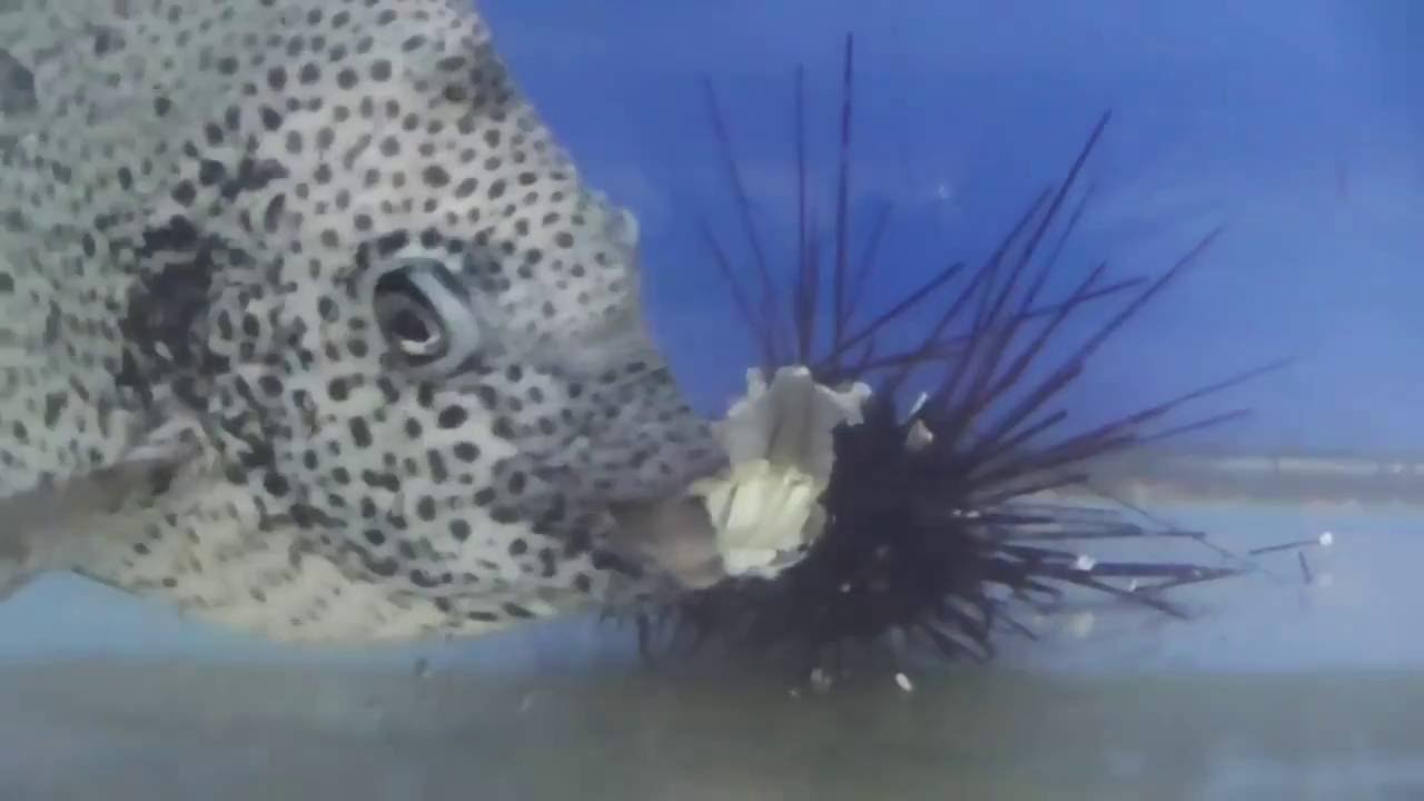 Parrot Fish Cracks and Eat Sea Urchin - YouTube