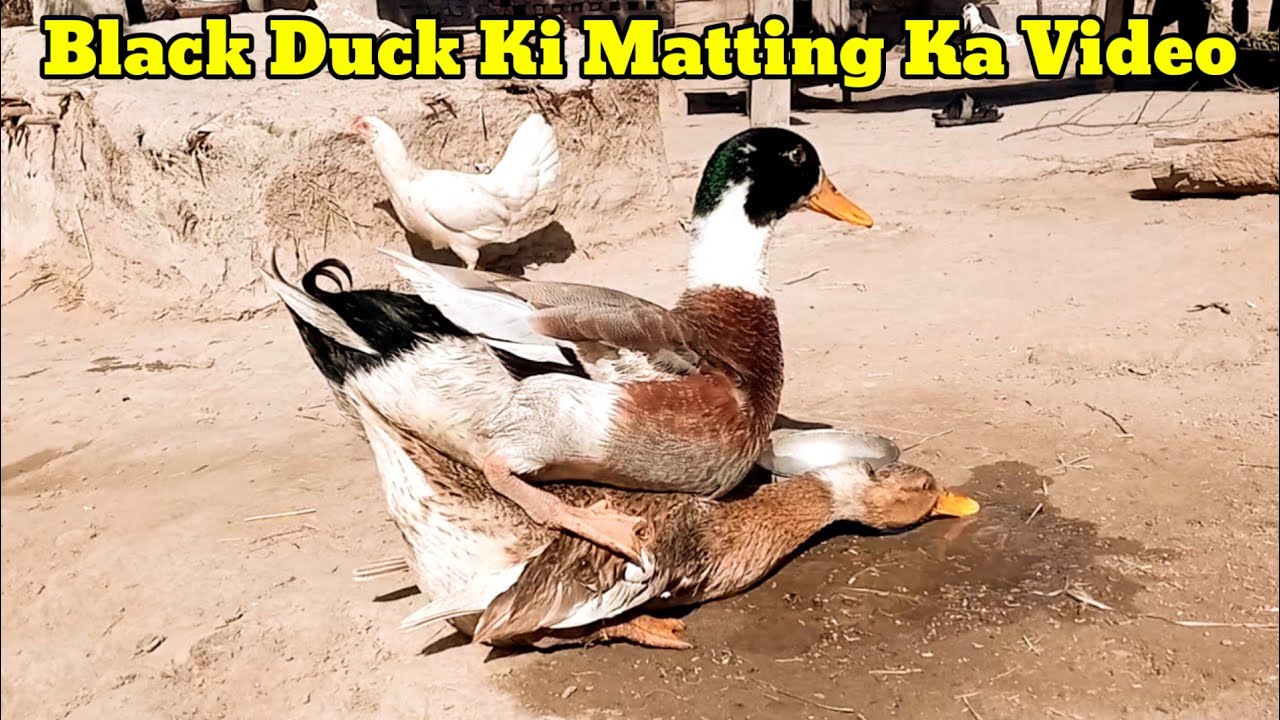 Black Male Duck Ki Female Duck Ke Saath Matting Daily New Special Ducks ...