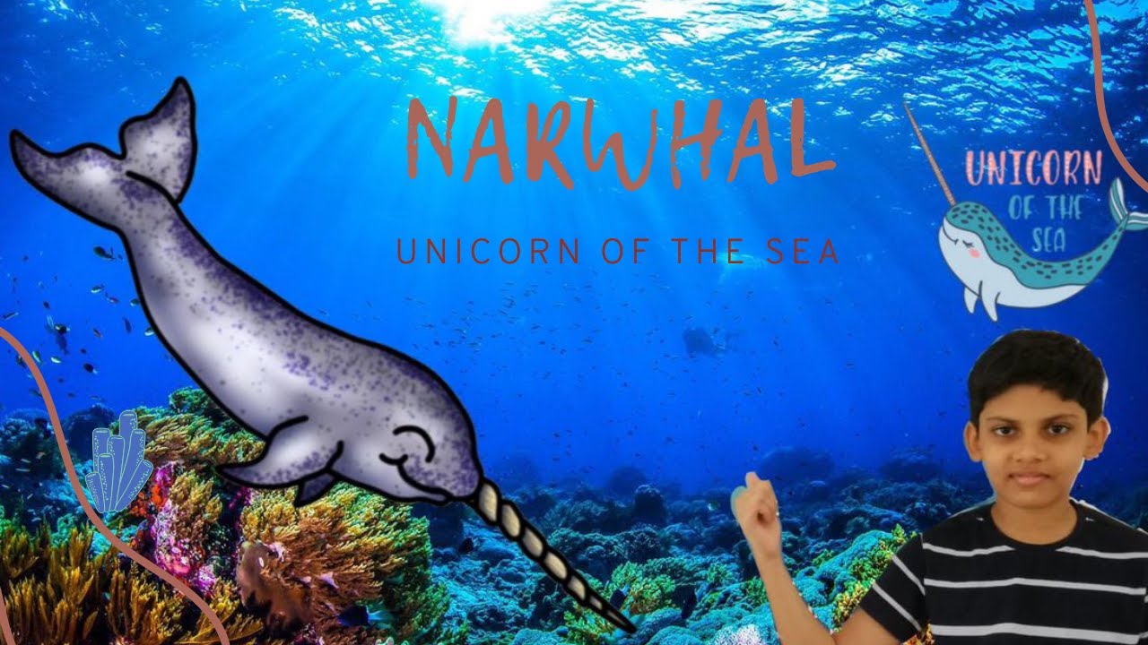 EPISODE 11 || NARWHAL || UNICORN OF THE SEA || LITTLE WILDLIFE EXPLORER ...