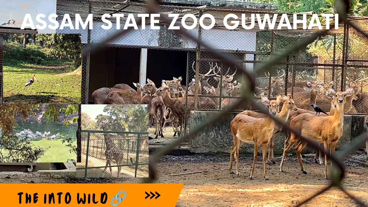 Assam State Zoo, Guwahati | Guwahati Zoo Vlog | State Zoo Cum Botanical ...