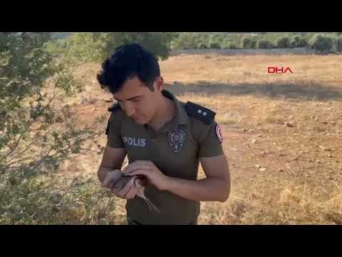Mersin'de nesli tükenme tehlikesi altındaki bıldırcın kuşunu fileli tuzaktan polis böyle kurtardı