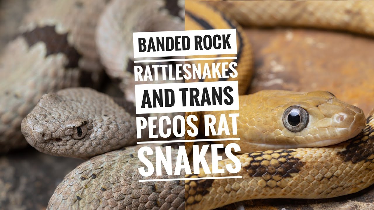 Banded Rock Rattlesnakes and Trans-pecos Rat Snakes with Dad in New ...