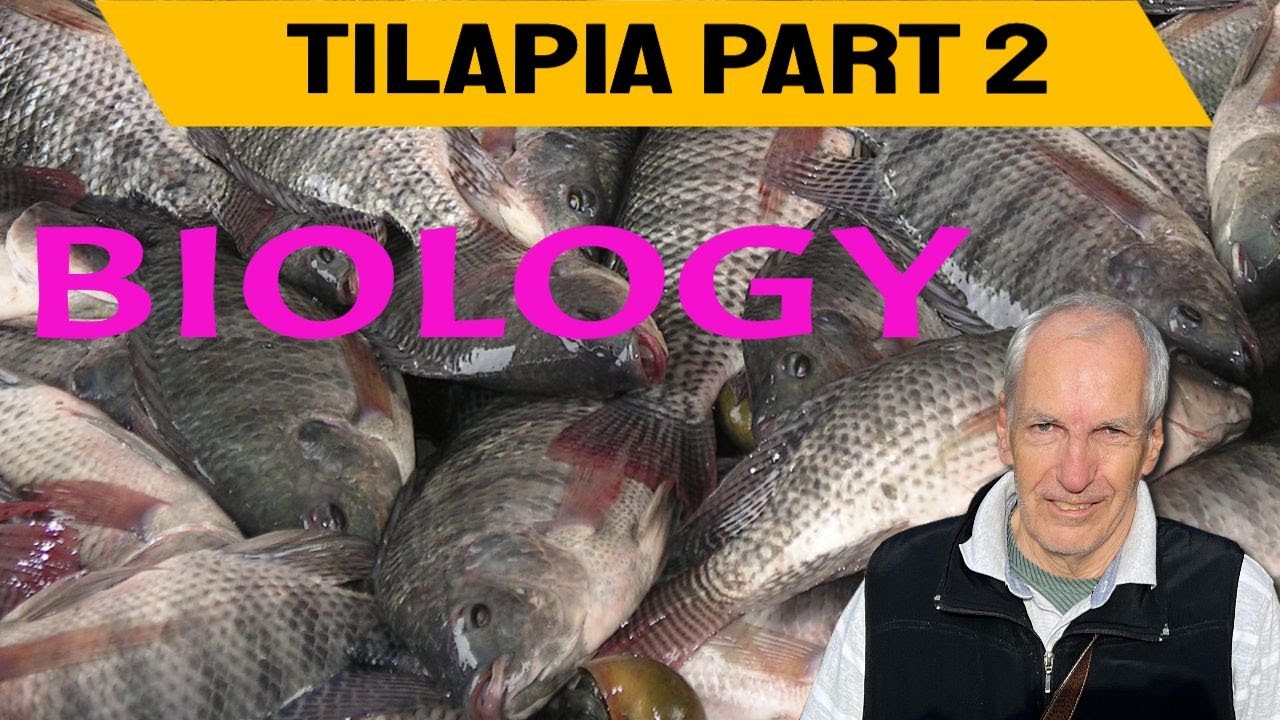 Tilapia Part 2 - Biology - YouTube