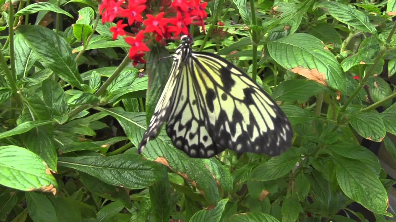 Butterflies at Boston Museum of Science - YouTube