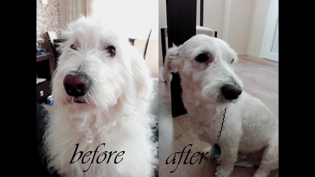 dog before and after shave - YouTube