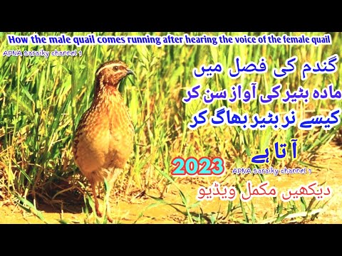 common quail singing.bird sounds batair Ka shikar2024 - YouTube