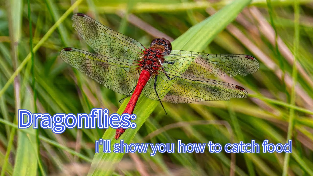 Secrets Behind Dragonflies' 97% Hunting Success Rate | Unveiling ...