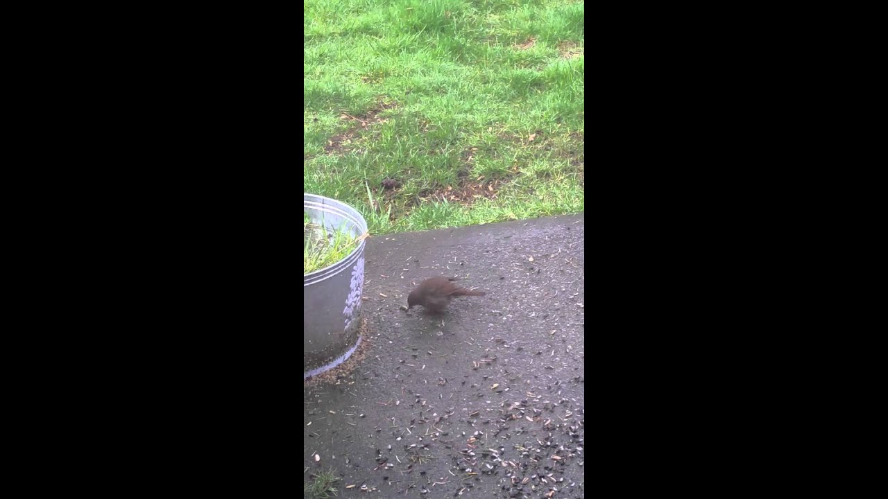 Bird eating slug - YouTube
