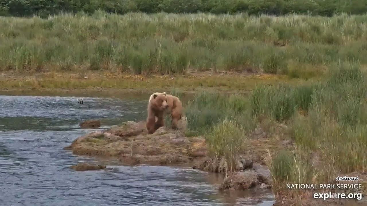 Katmai Bears 6-27-25. 910 Jr. Returns to Cam View for the First Time ...