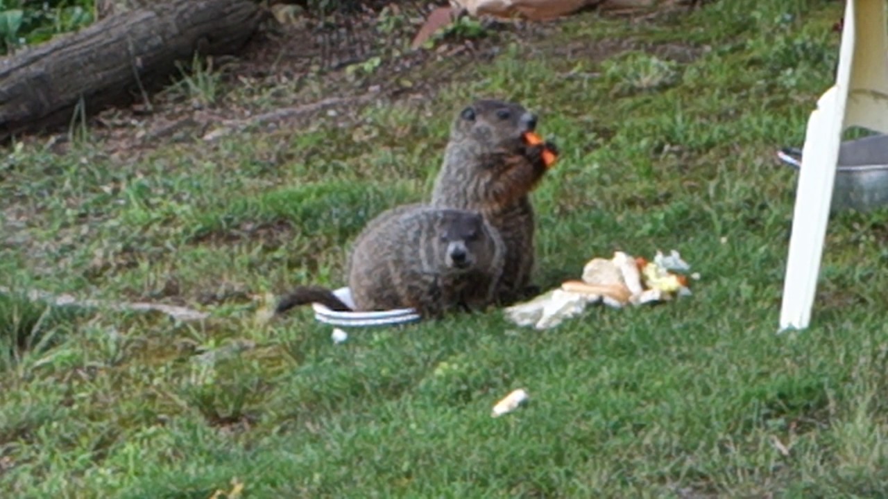 WOODCHUCKS CHOWING DOWN JUNE 2017 CUTE & FUNNY - YouTube