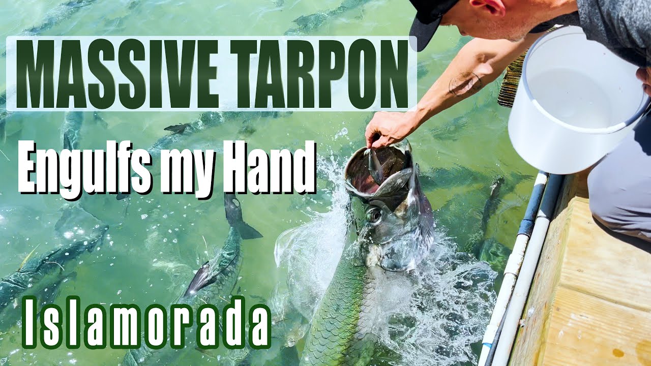 Robbie’s of Islamorada | VOTED #1 Tourist Stop in Florida Keys | CRAZY ...