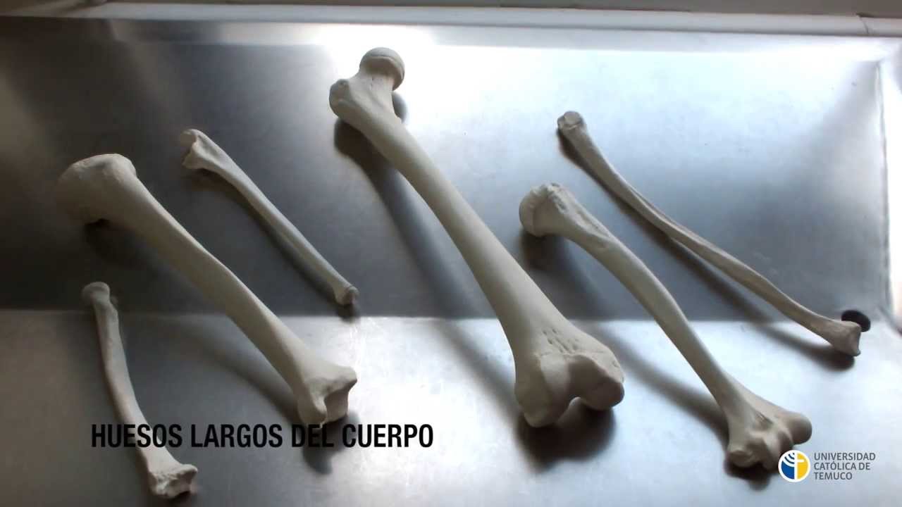Anatomia Humana - Osteología - YouTube