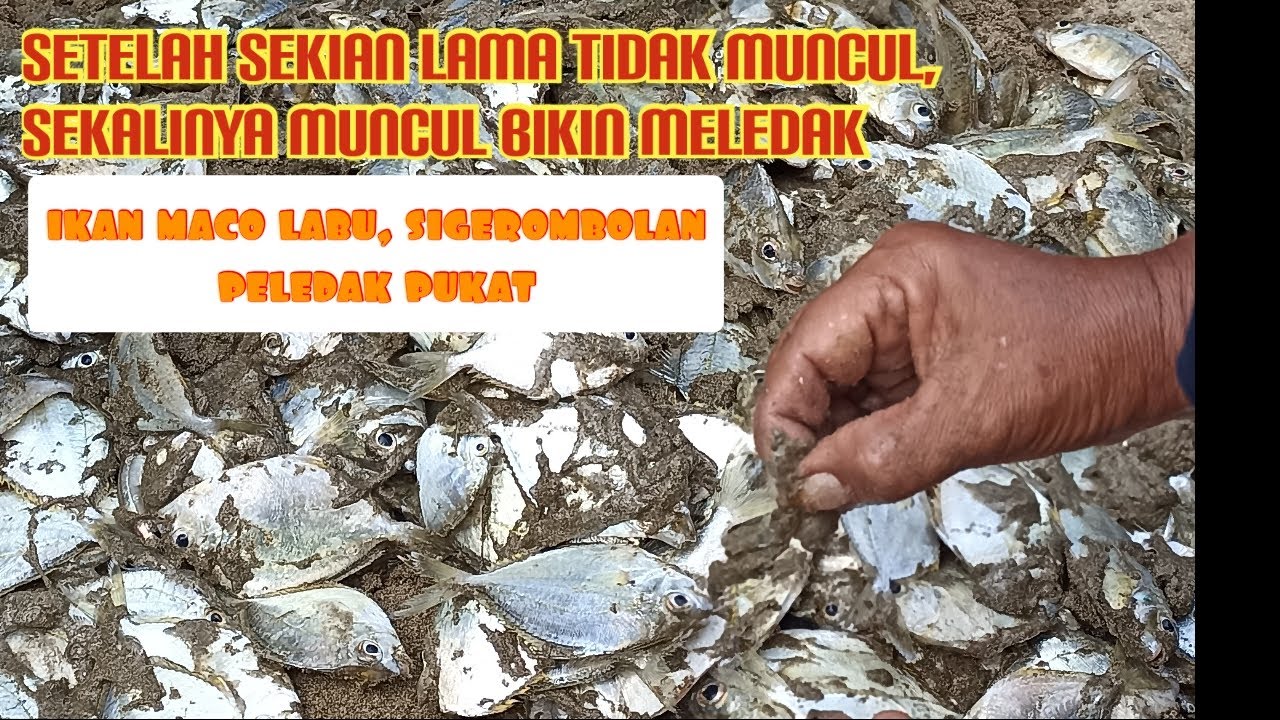 IKAN MACO LABU, GEROMBOLAN IKAN YANG BISA BIKIN NELAYAN GELENG-GELENG ...
