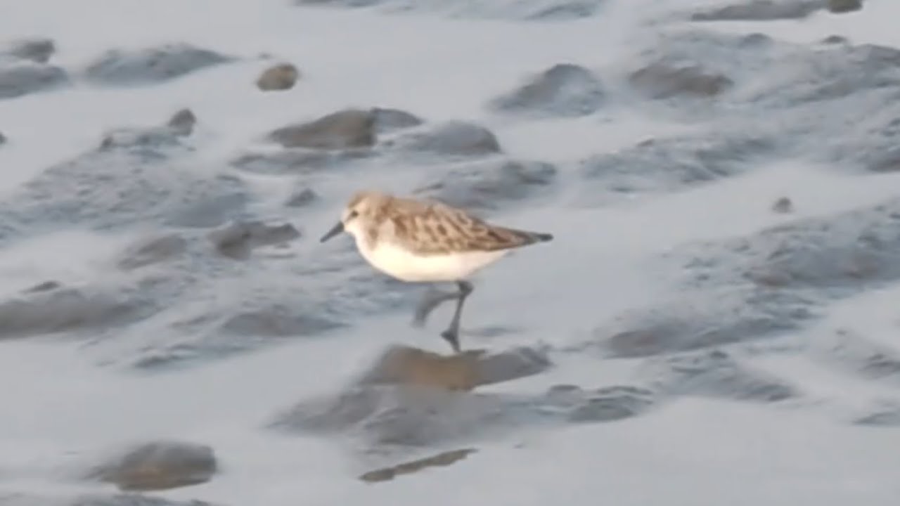 Little stint bird Running - YouTube