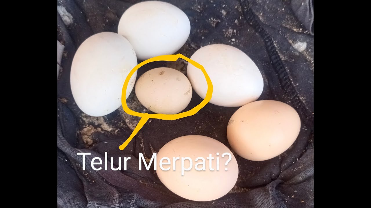 Memgapa Telur Ayam Kate Sebesar Telur Merpati ?? Atau Cangkang Lunak ...