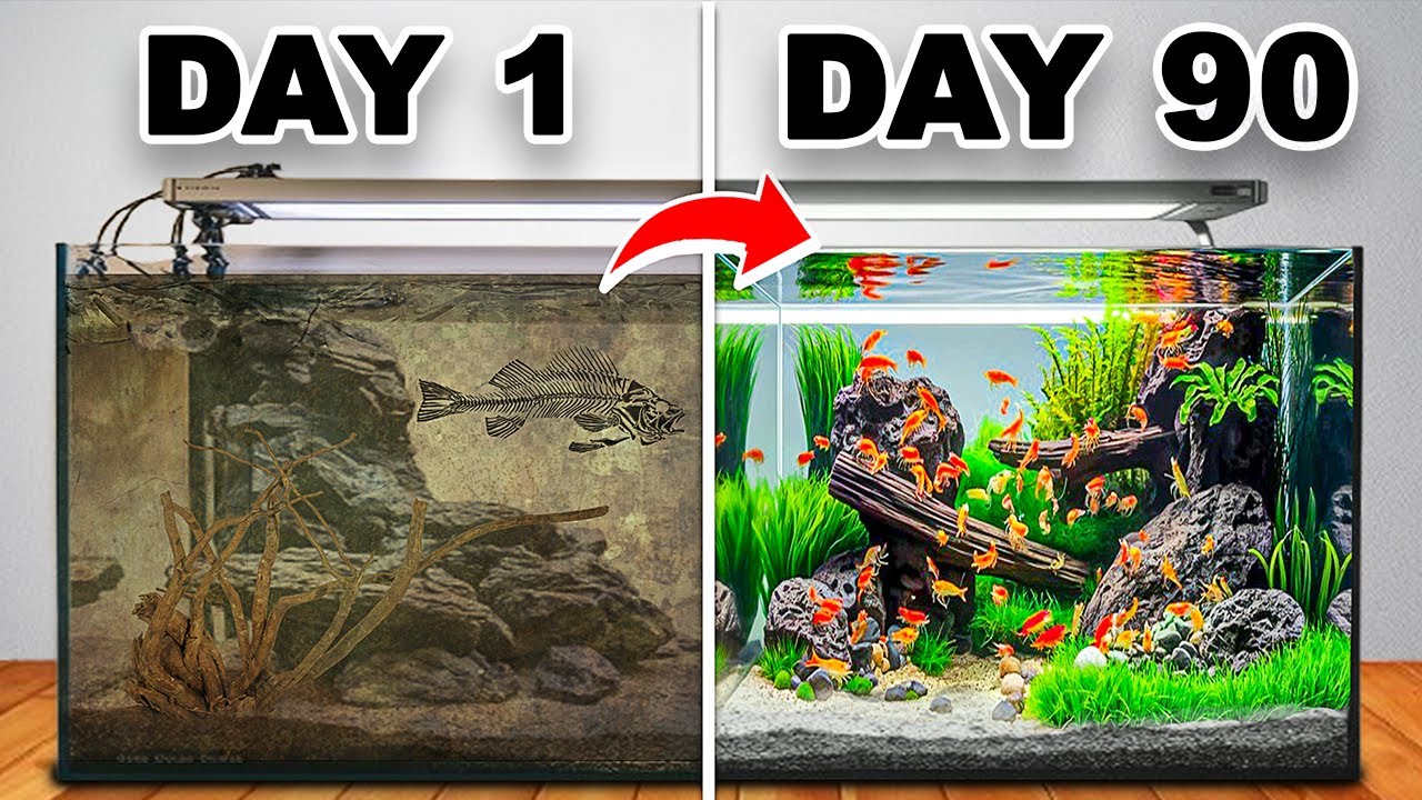 I Built a Giant Shrimp Ecosystem - YouTube