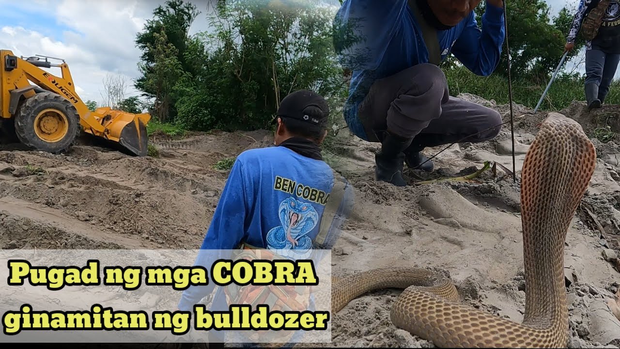 Pugad ng mga cobra ginamitan ng bulldozer | Ben cobra - YouTube