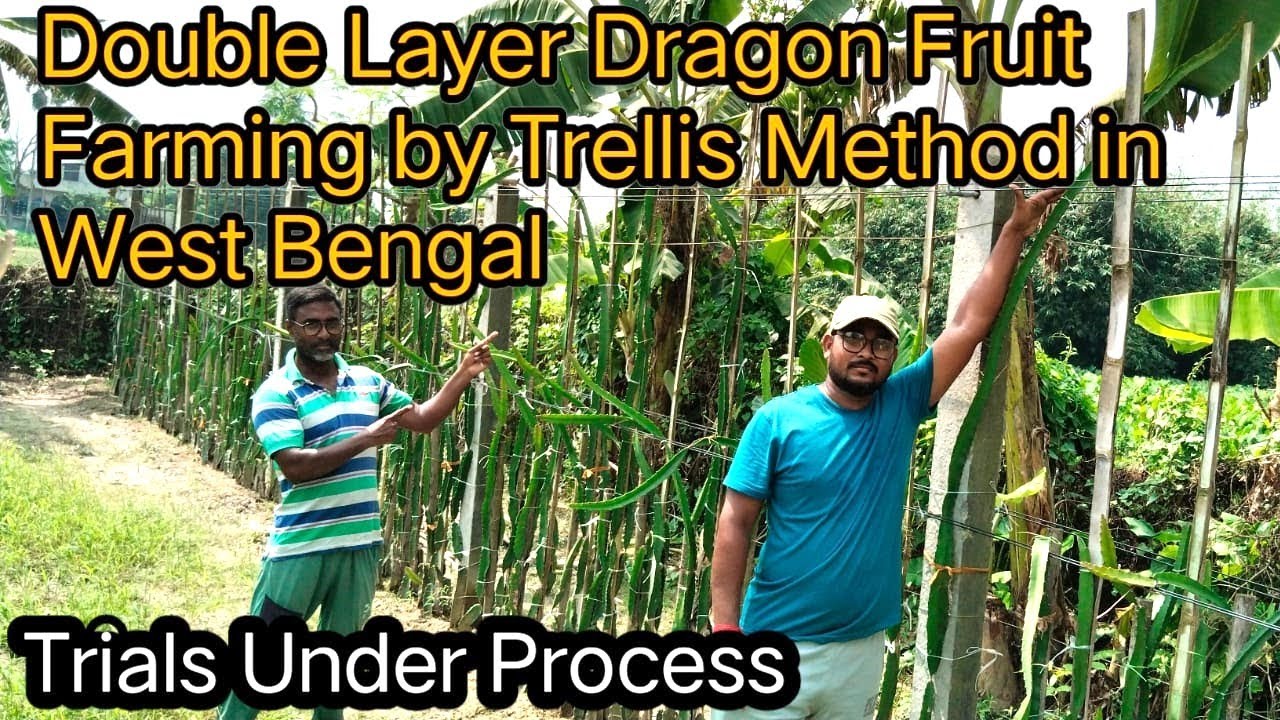 Double layer dragon fruit farming by trellis method in west bengal ...