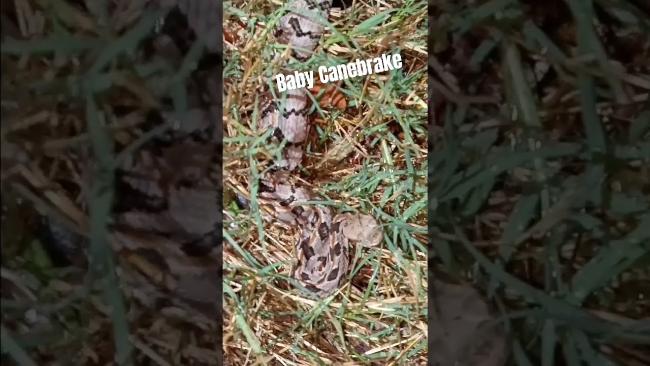 Baby Canebrake Rattlesnake at 1:30 AM - YouTube