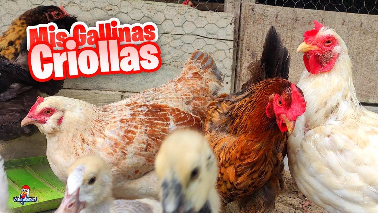 Todas Mis Gallinas Criollas - YouTube