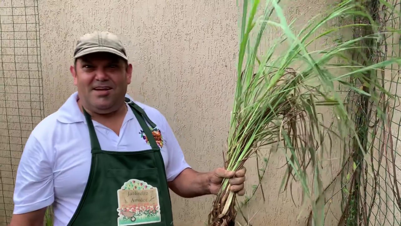 Tudo o que você precisa saber para aprender a plantar capim-limão em ...