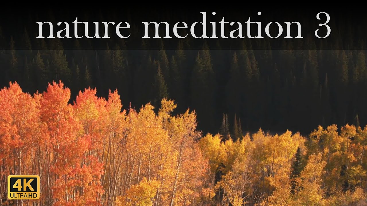 Nature Meditation 3: Fall Forest: Relaxing Autumn Nature - YouTube