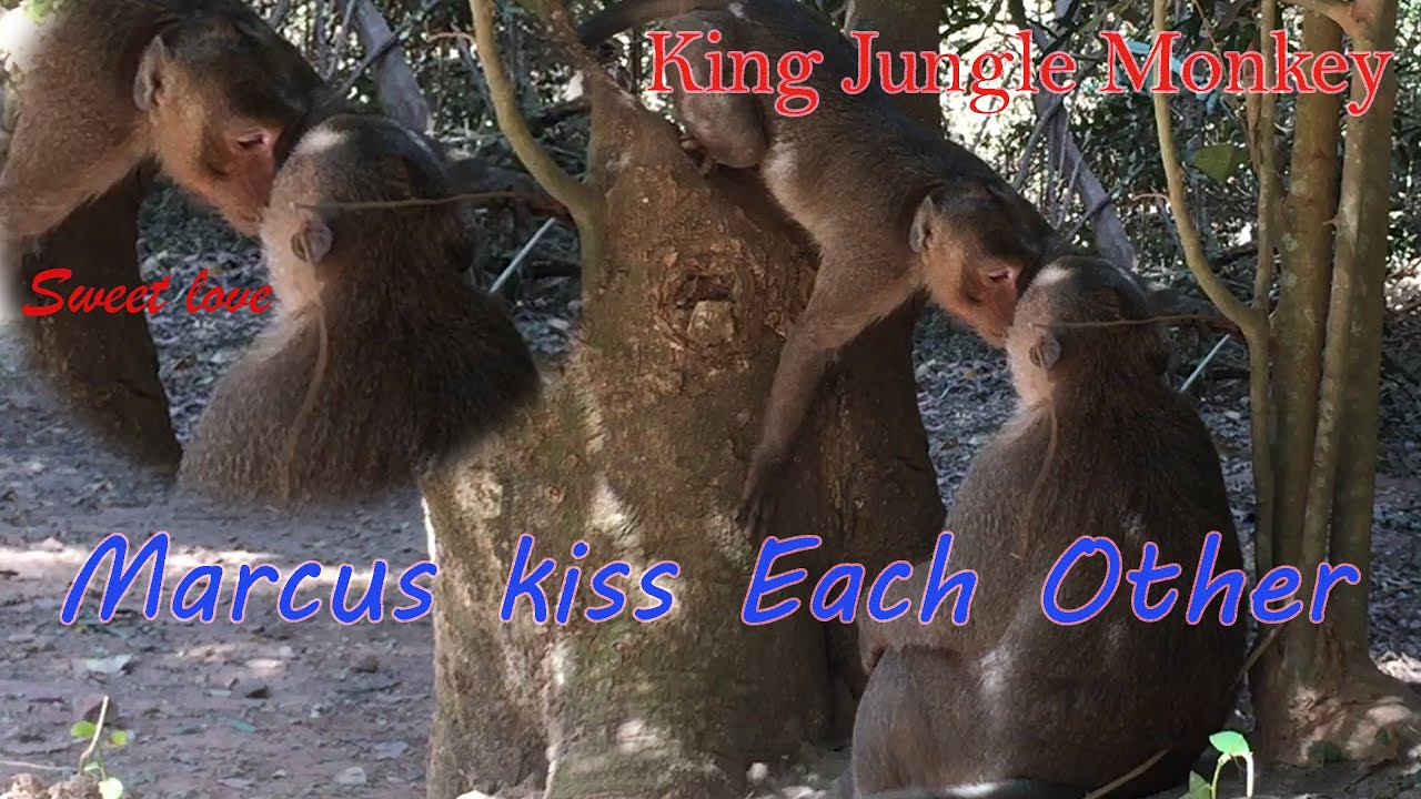 King Monkey Marcus Has Love With Female Monkey In Maha Nokor Group ...