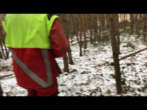 Chili a Bajor hegyi véreb hajszája!👍 (Bayerischer Gebirgsschweißhund ...