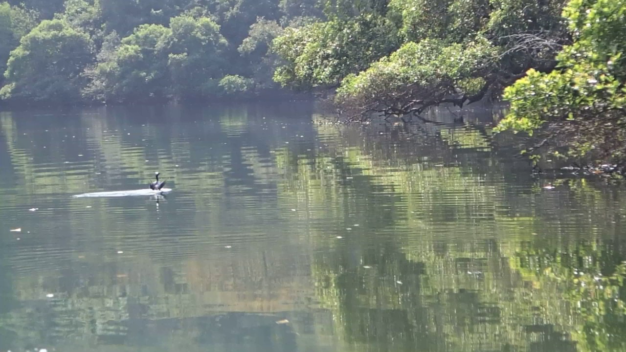 Dhamapur Pankawala - YouTube