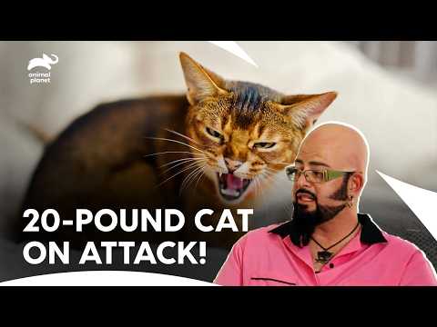 20-Pound Maine Coon Cat Bad Attitude To Jackson | My Cat From Hell S2 E 4,5,6 | Animal Planet