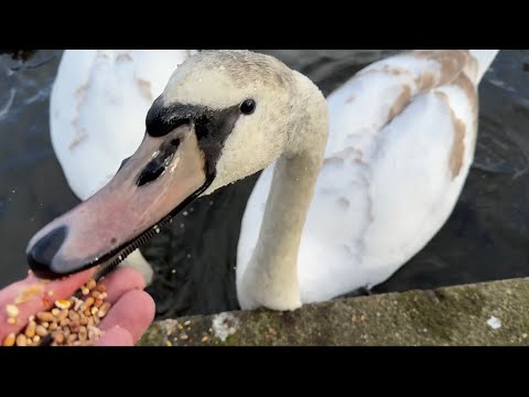 Young swans enjoying a finger buffet - 9 months old - YouTube