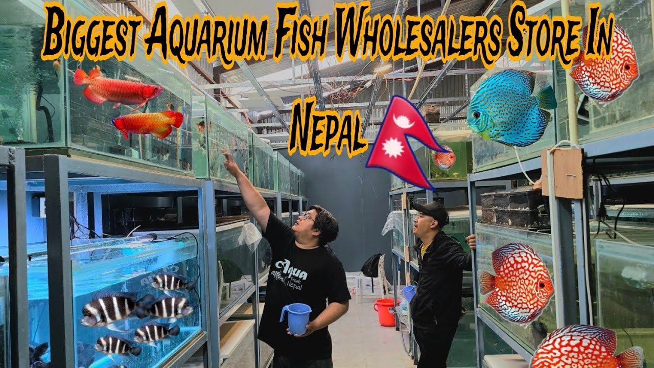 Exploring Cichlid Crazy Nepal Fish stock |Biggest Aquarium Fish store ...