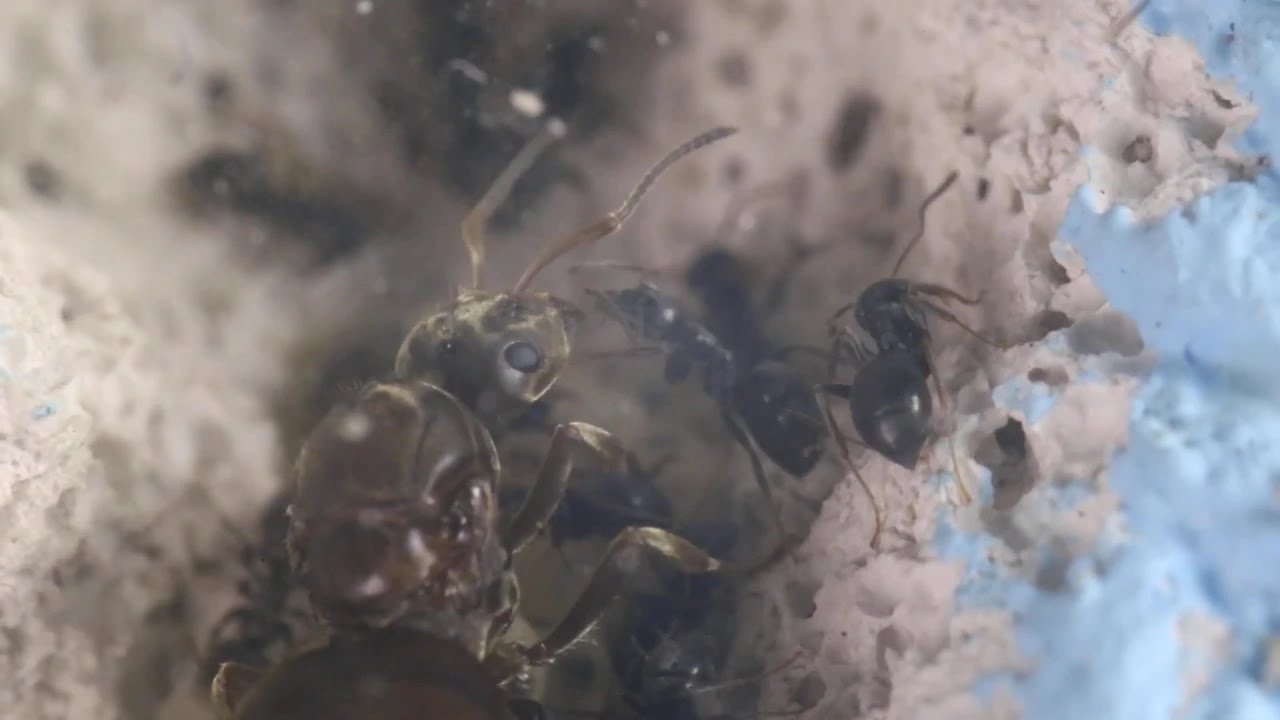 Lasius cf. paralienus nest - YouTube