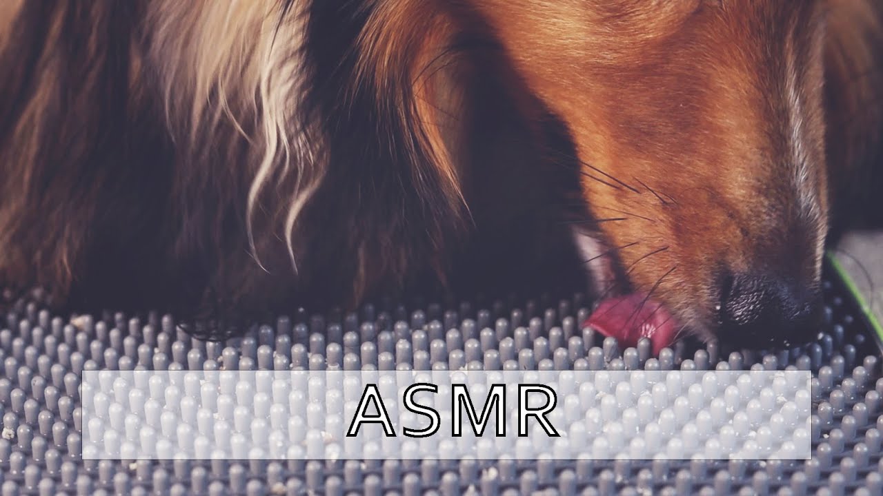 ASMR Dog Enjoys Meal on LickiMat Satisfying Relaxing Tingly Eating ...