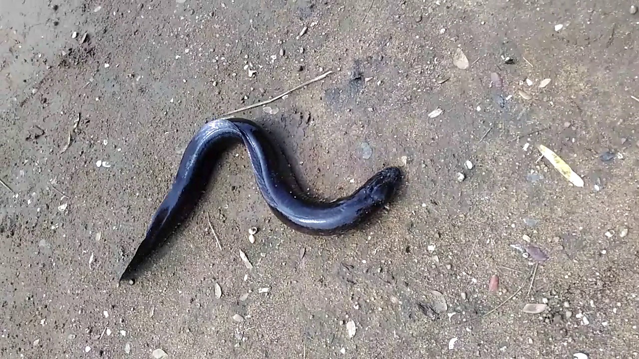 Vilangu fish (விலாங்கு மீன்) - YouTube