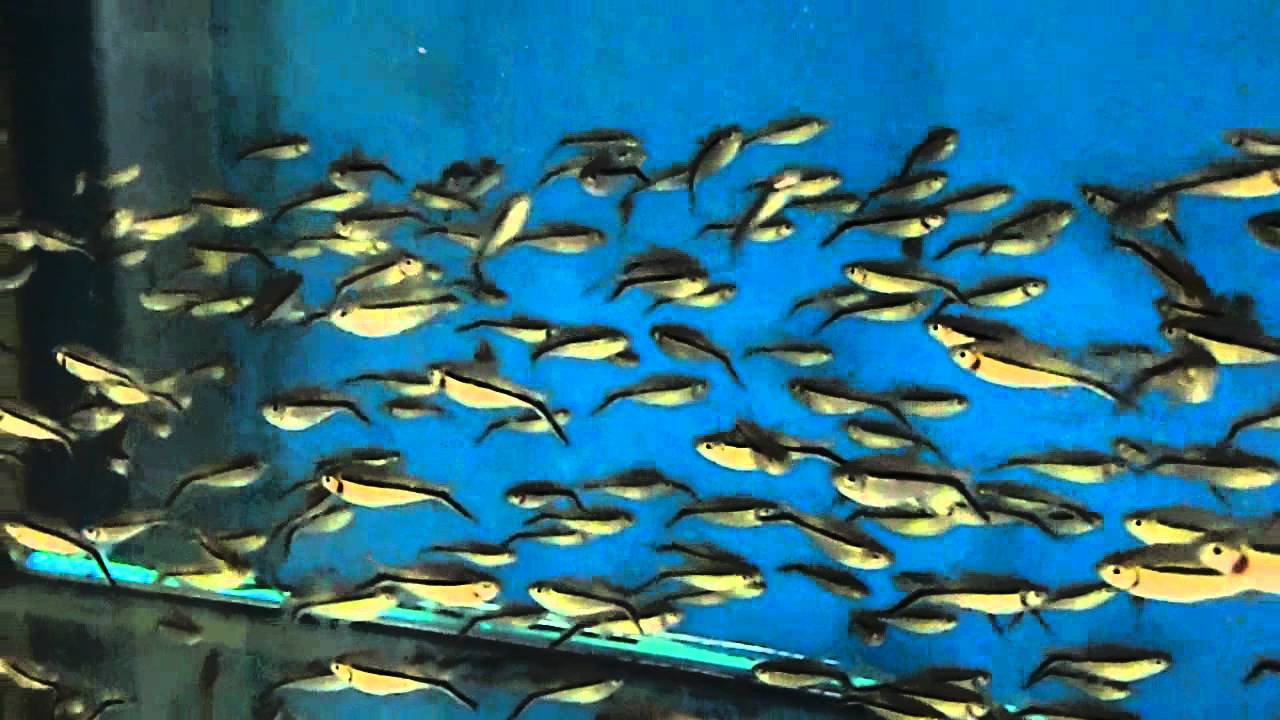 Tropical Fish Farm-SLOVAK REPUBLIK,Thayeria boehlkei.MP4 - YouTube