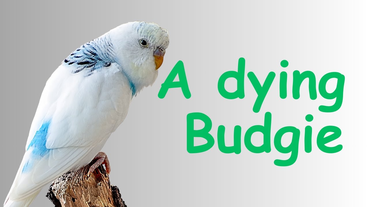 Symptoms Of A Dying Budgie Bird - YouTube