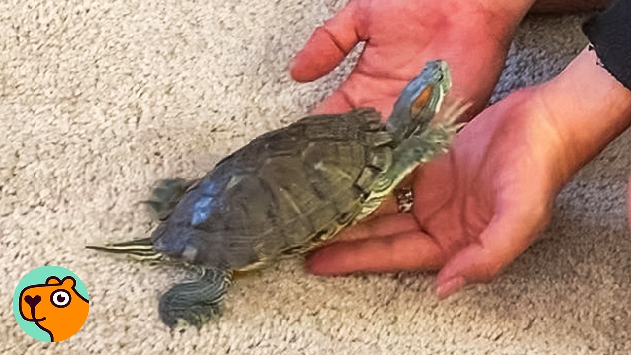 Tiny Turtle Follows This Man Wherever He Goes Every Day | Cuddle ...