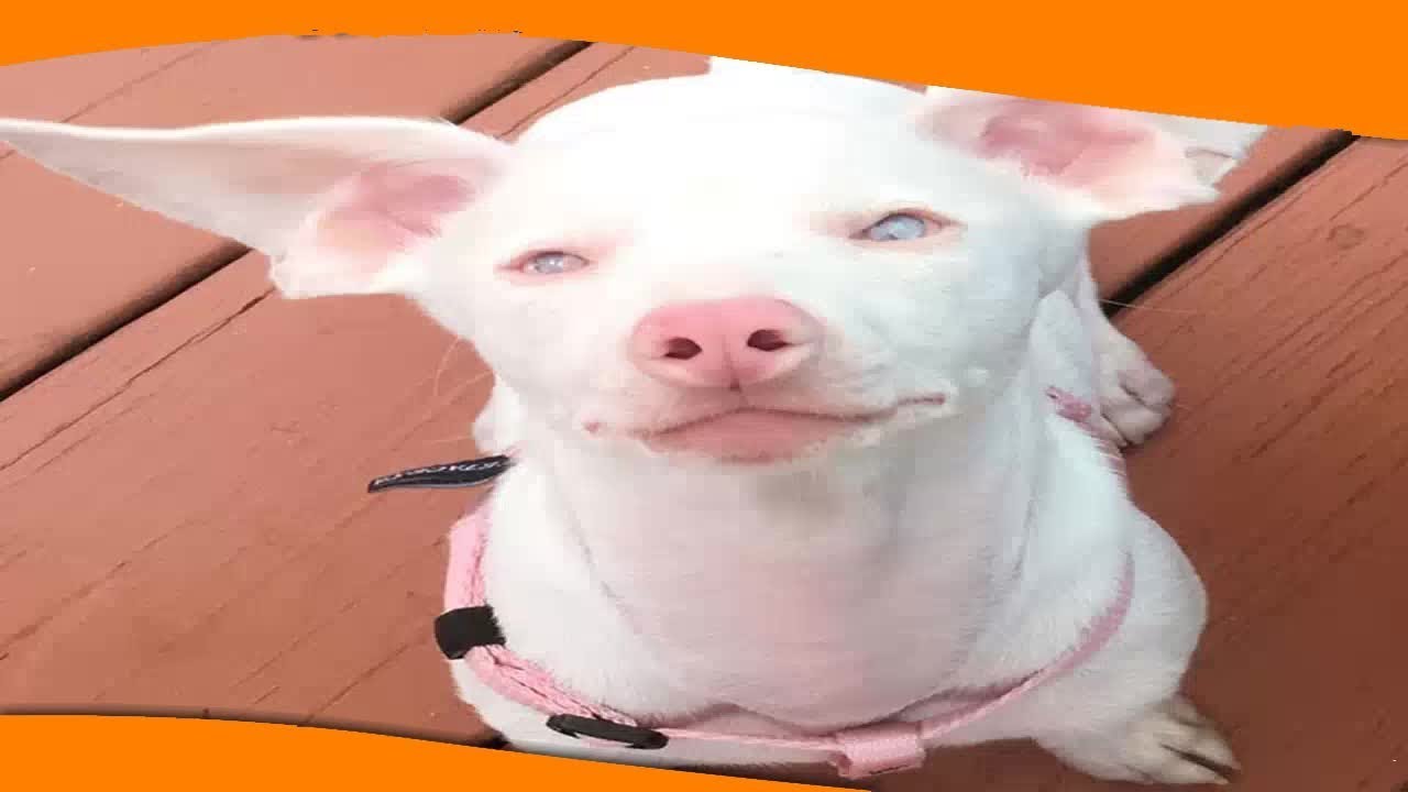 This Deaf And Blind Puppy Named Piglet Shows Kids How To Deal With ...