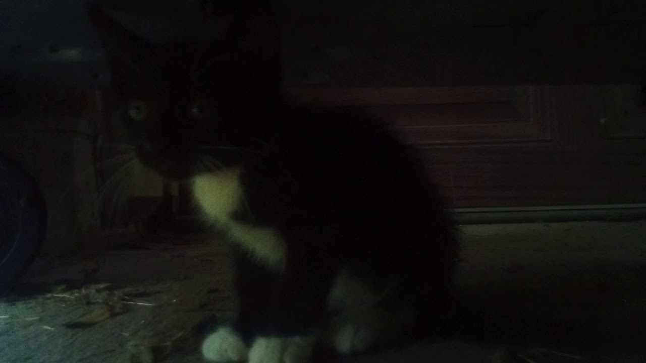 Mr meow meow kitty cat - YouTube