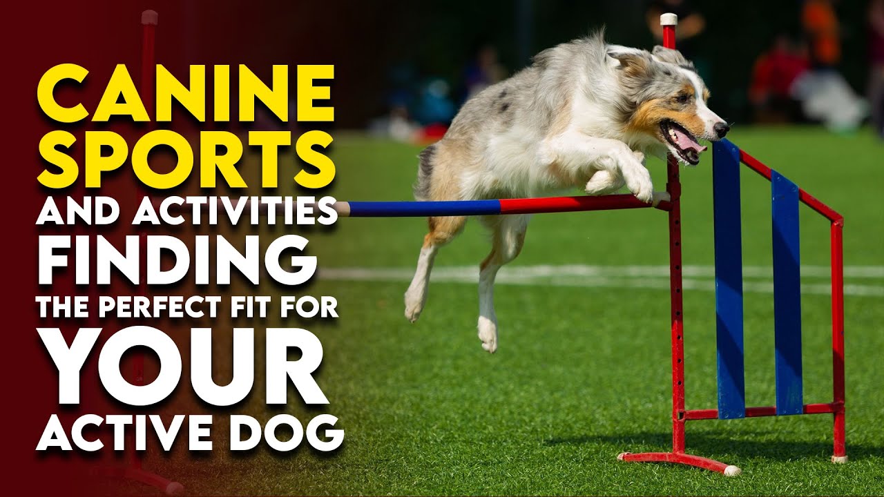 Canine Sports and Activities Finding the Perfect Fit for Your Active ...
