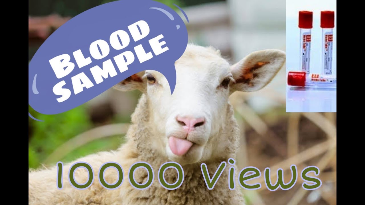 Collection of blood samples in sheep and goat 🐑 🐐 - YouTube