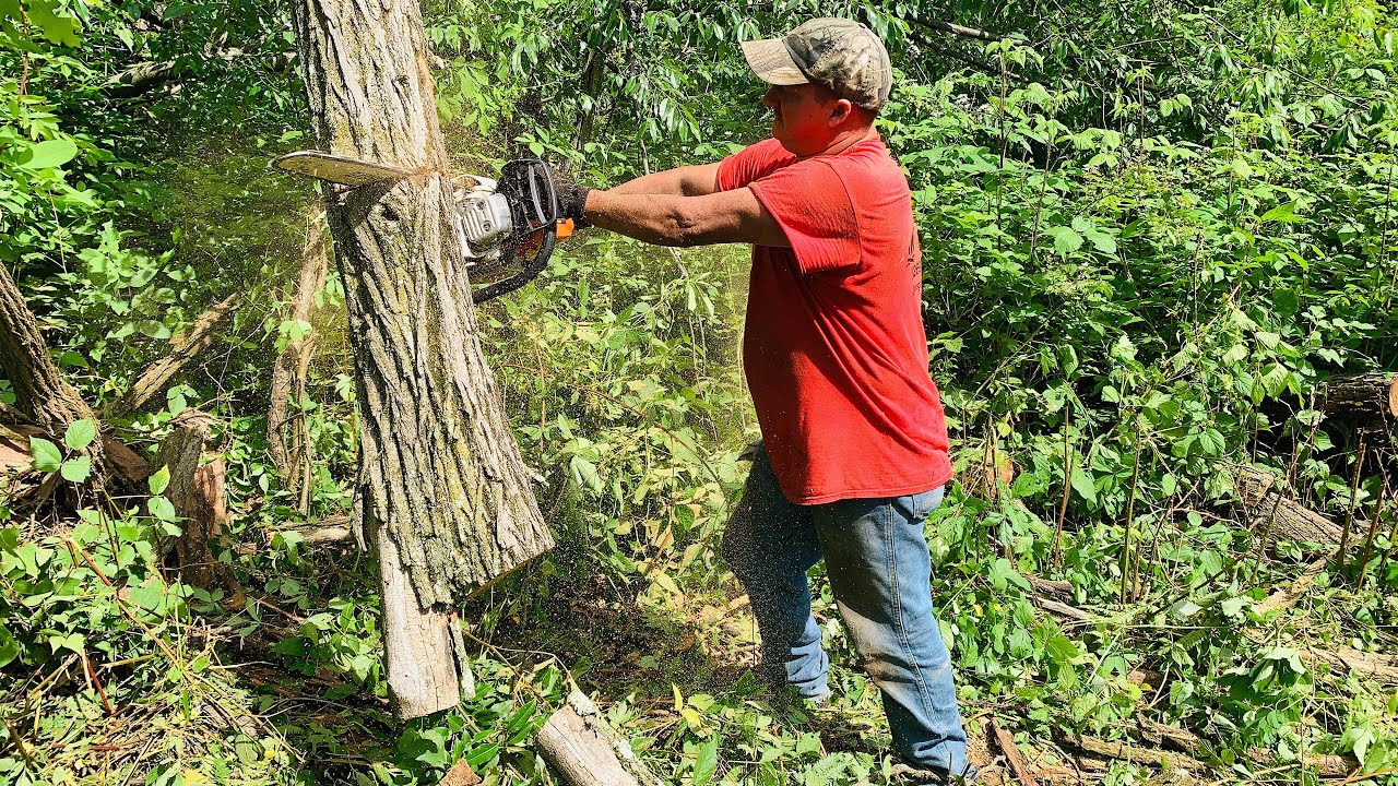 How to deal with locust tree with half broke off top - YouTube
